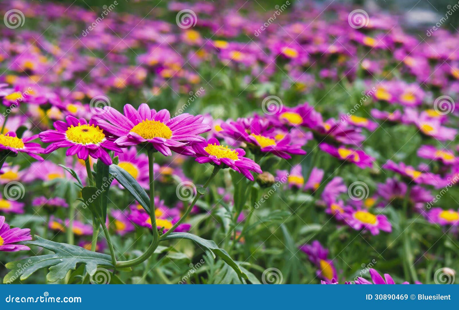 Pink Mum stock image. Image of evergreen, flower, blossom - 30890469