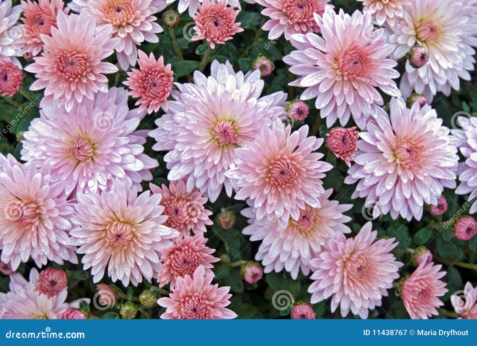 Pink Mums stock image. Image of plant, dainty, fall, petal - 11438767