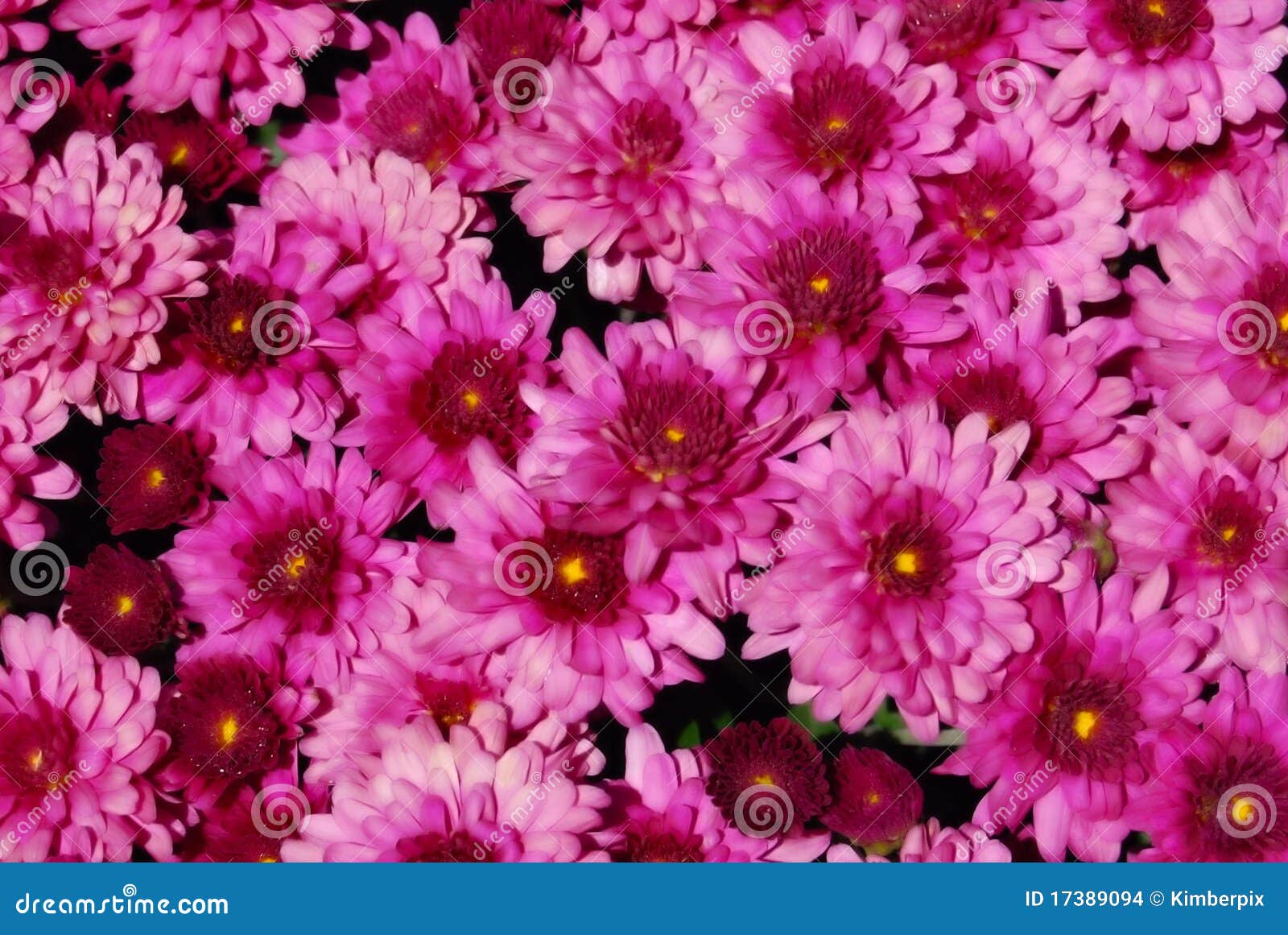 Pink Mums stock photo. Image of perennials, blossoms - 17389094