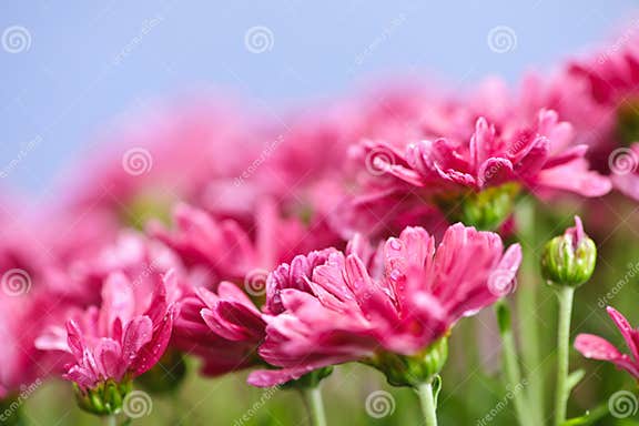 Pink mums stock photo. Image of detail, flowering, blooms - 27689754