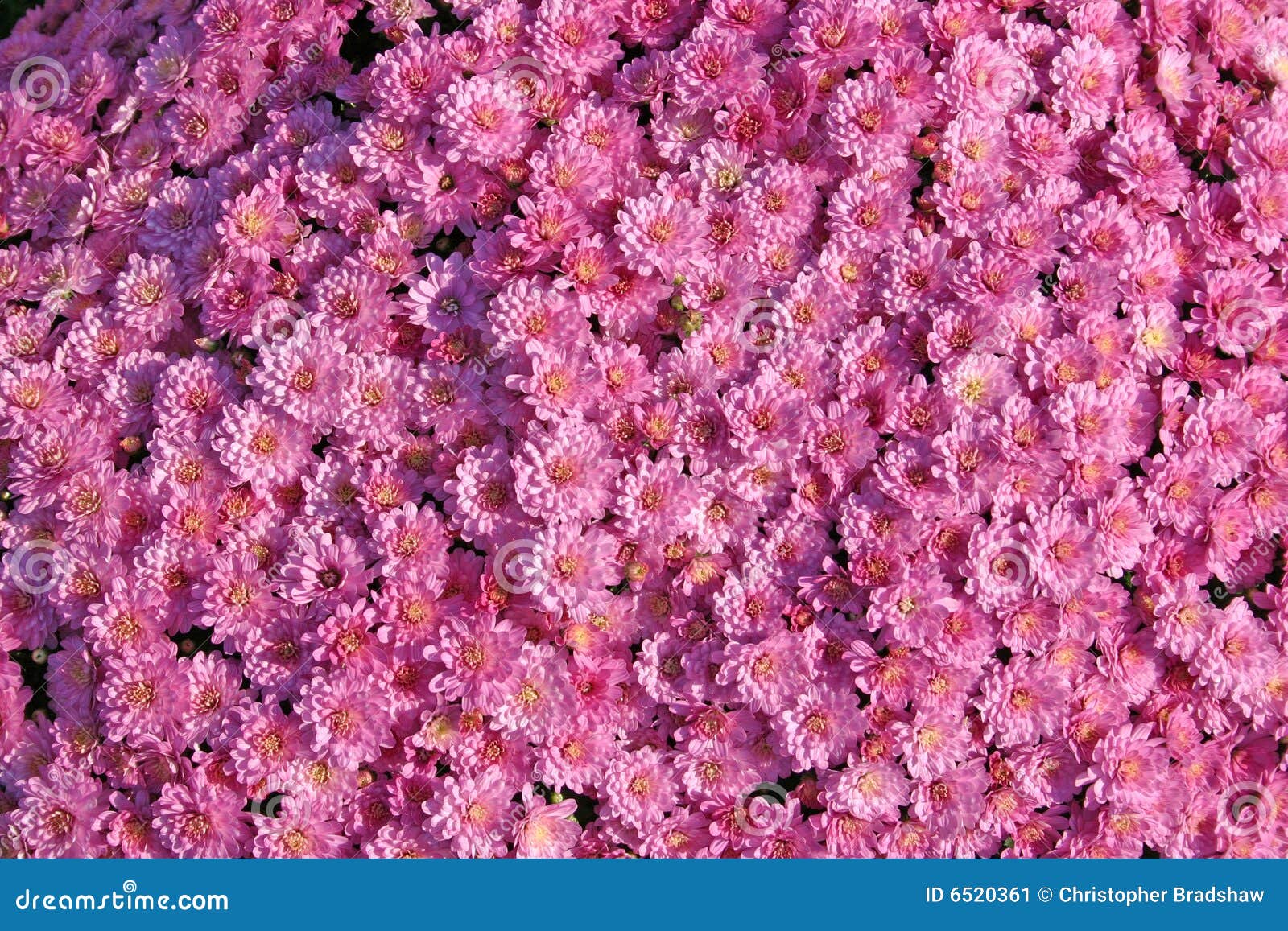 Pink Mums stock image. Image of backgrounds, vibrant, bunch - 6520361