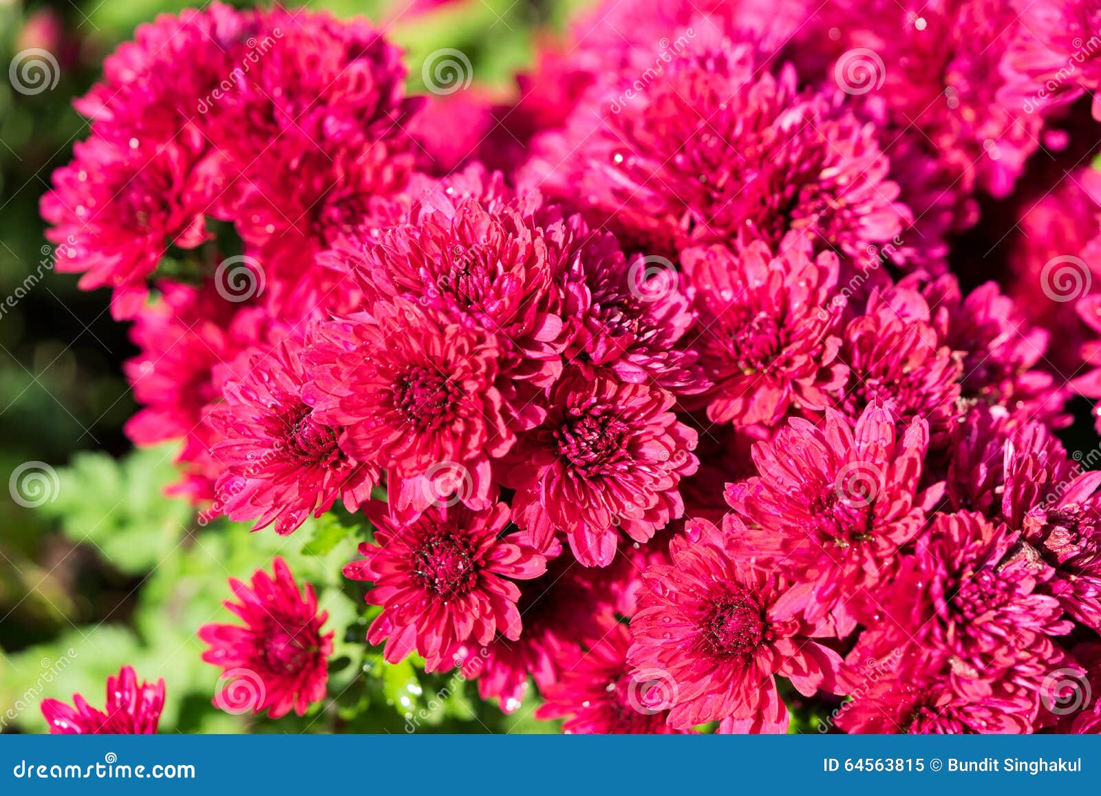 Pink Mums Flower Nature stock image. Image of closeup - 64563815