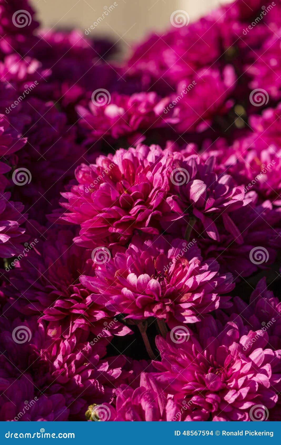 Pink Mums stock photo. Image of spring, blossom, petal - 48567594