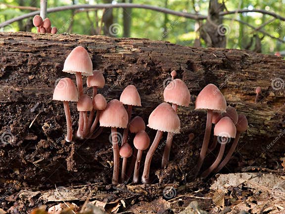 Pink mushrooms stock photo. Image of wood, macro, colony - 1252918