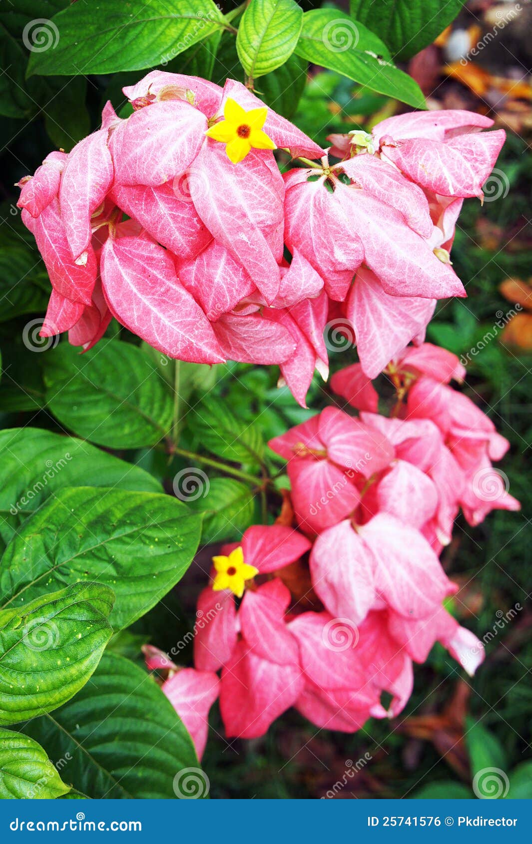 Pink Mussaenda flower stock photo. Image of bouquet, phillipica - 25741576