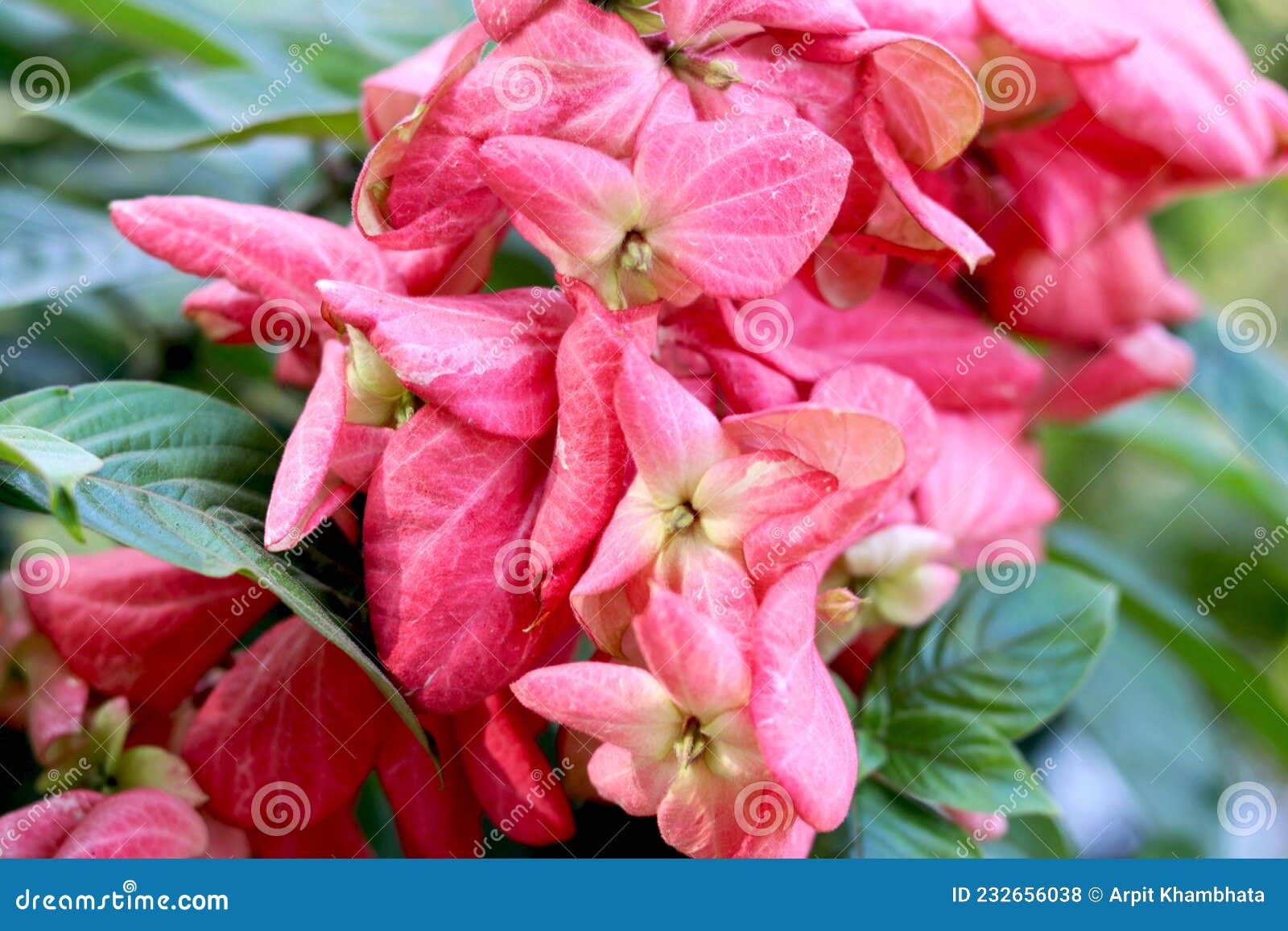 Pink mussaenda philippica stock photo. Image of pink - 232656038