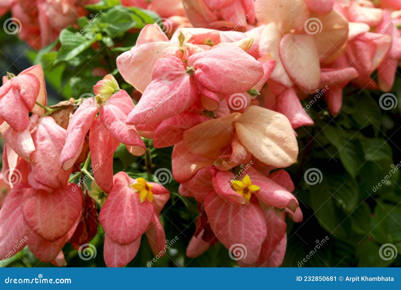 Pink Mussaenda Philippica - Image Stock Image - Image of mussaenda ...