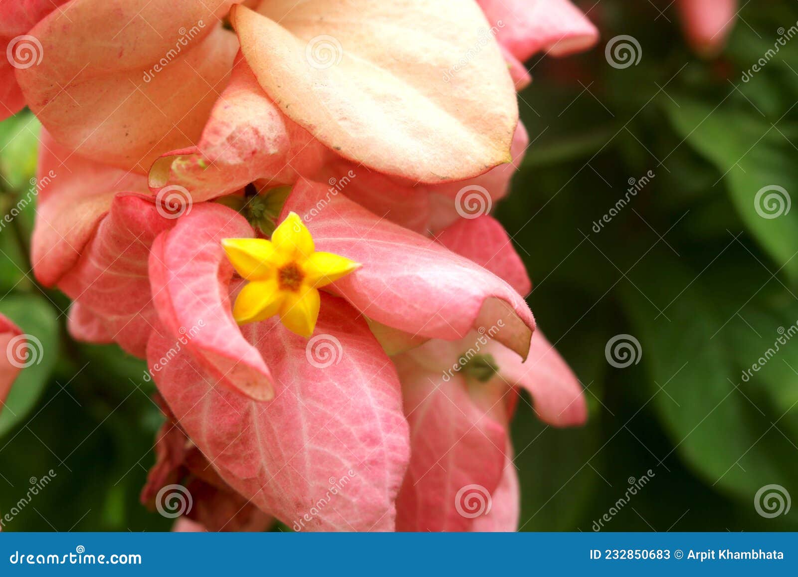Pink Mussaenda Philippica - Image Stock Image - Image of flora ...