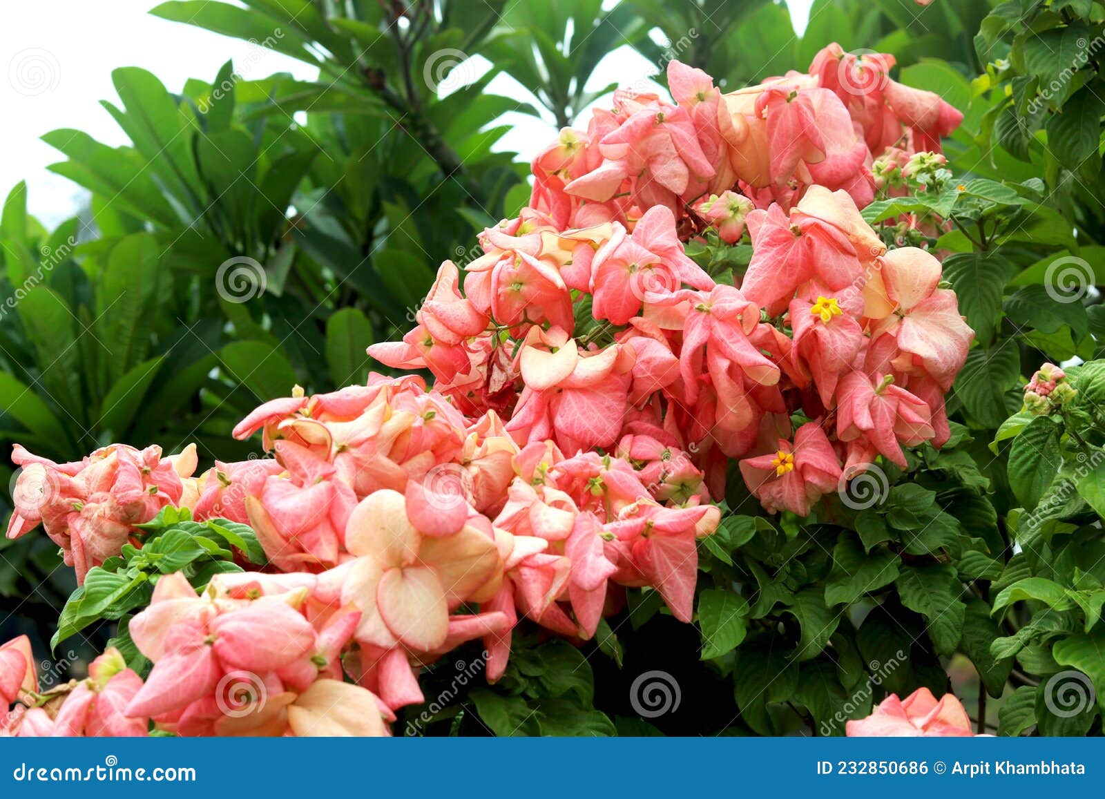 Pink Mussaenda Philippica - Image Stock Photo - Image of plant ...