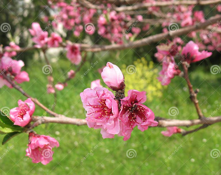 Pink Nectarine Flowers and Bud Stock Photo - Image of flower, stem ...