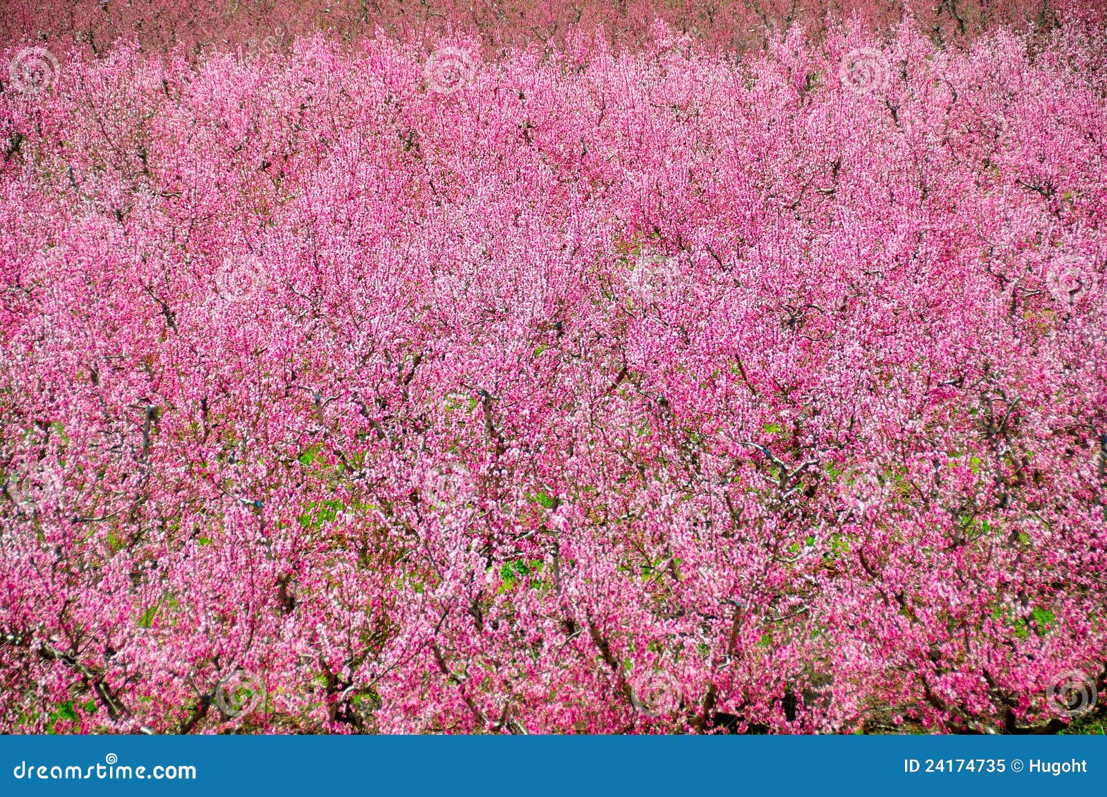 Pink Nectarine Trees, Israel Stock Image - Image of farm, blue: 24174735
