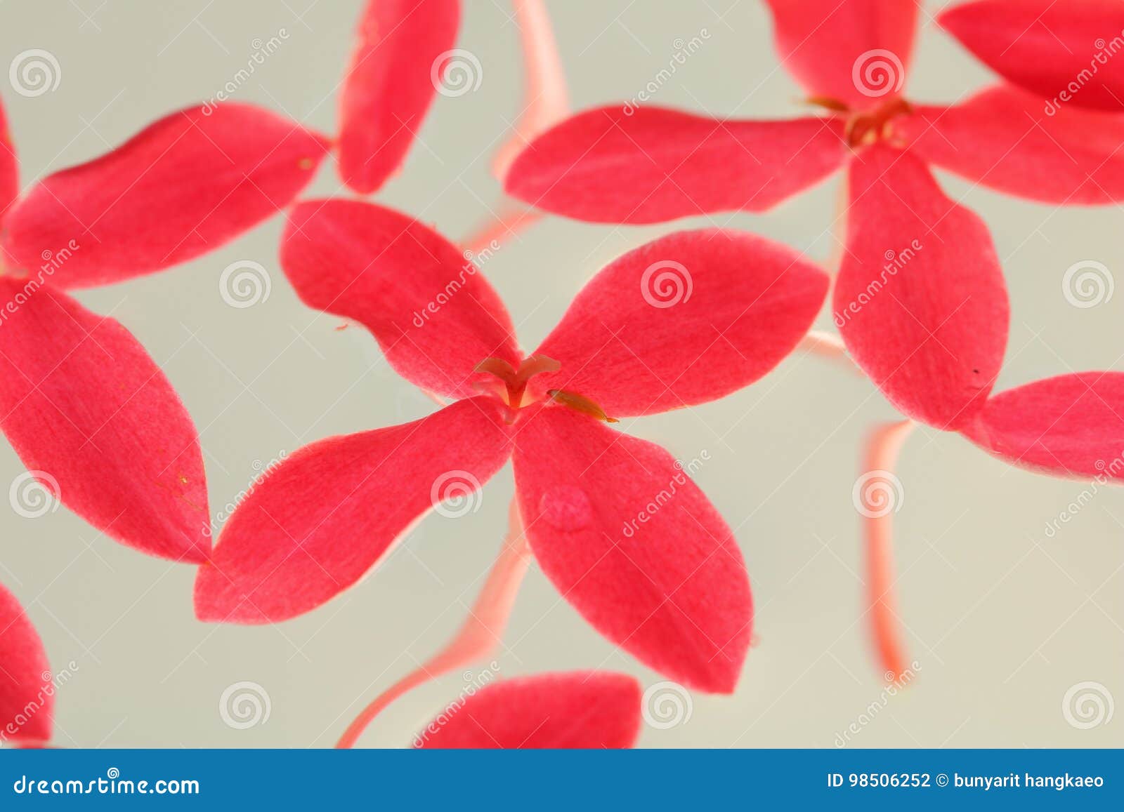 Pink needle flowers stock photo. Image of floral, beauty - 98506252