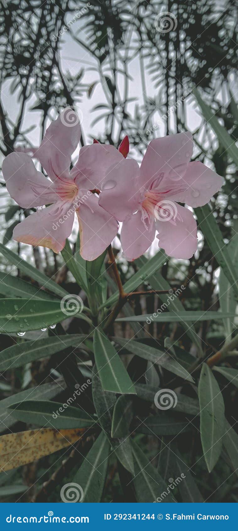 Pink Nerium Oleander (aka Kaner, Kaneru, Or Laurier Rose) Flowers Stock ...