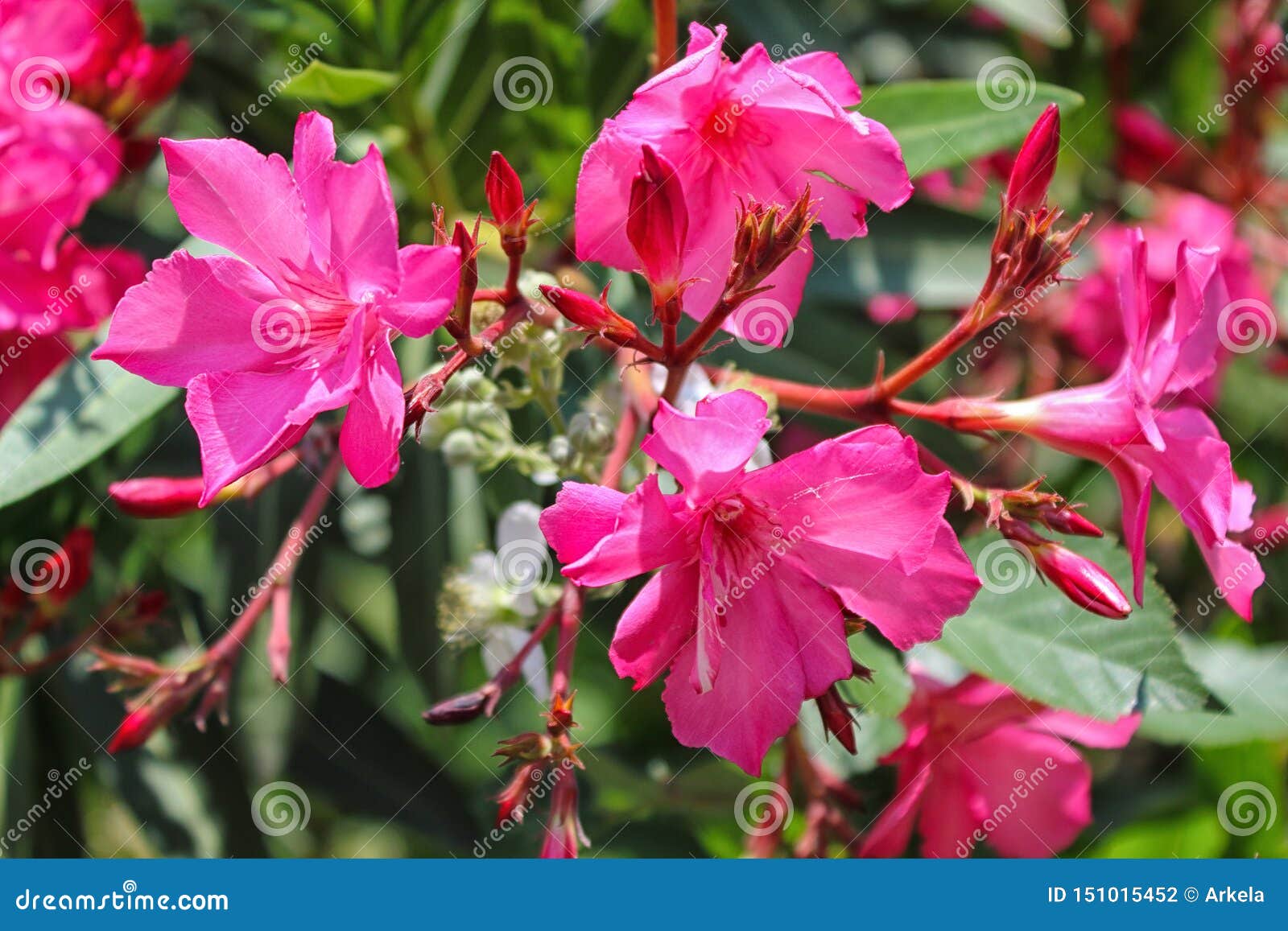 Pink nerium oleander stock photo. Image of oleander - 151015452