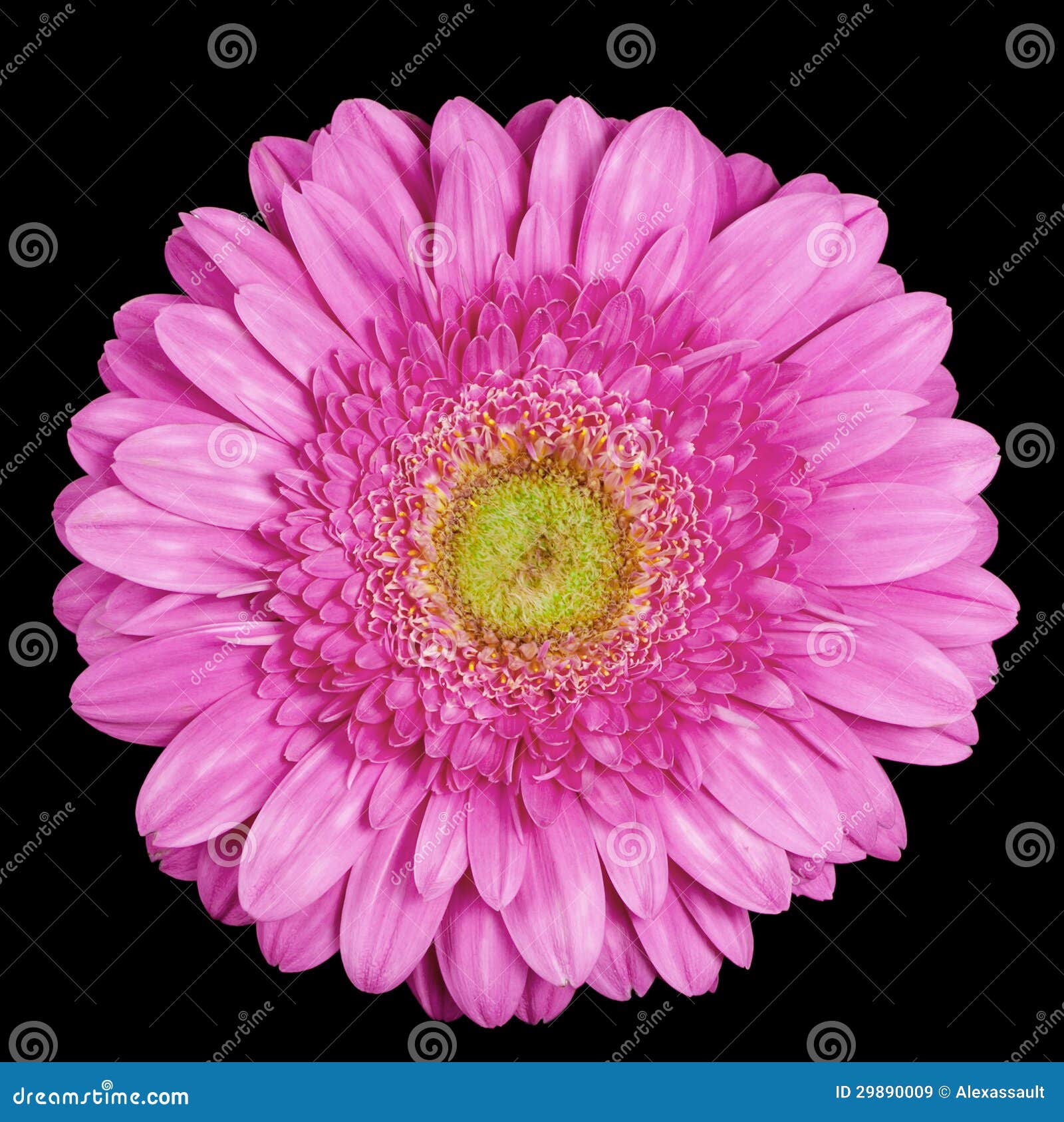 Pink gerbera stock image. Image of daisy, plant, bloom - 29890009