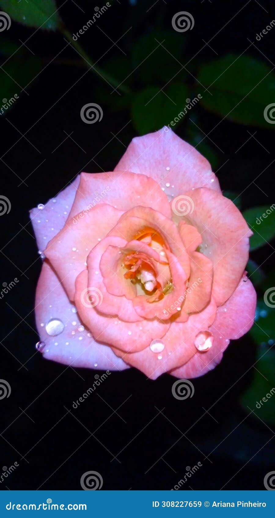 Pink with Night Dew Drops in the Amazon. Stock Image - Image of amazon ...