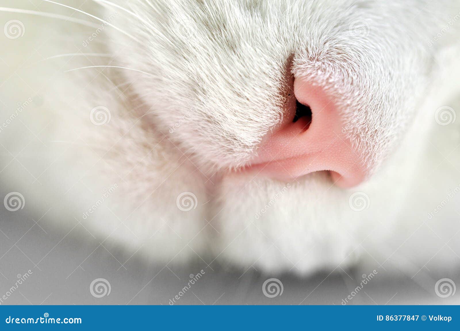 Pink nose of white cat stock image. Image of nature, pink - 86377847