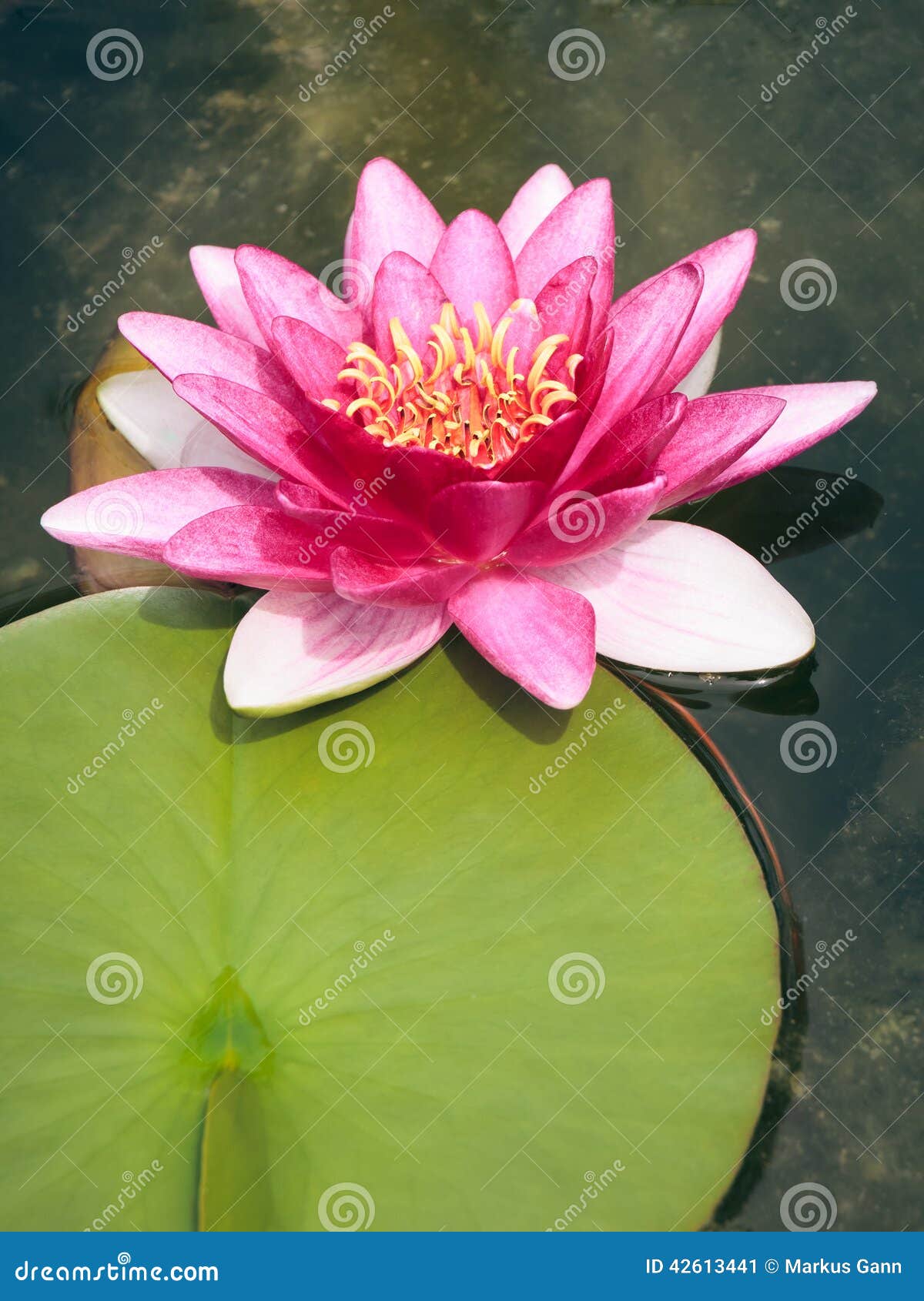 Pink Nymphaea stock image. Image of lily, lake, natural - 42613441