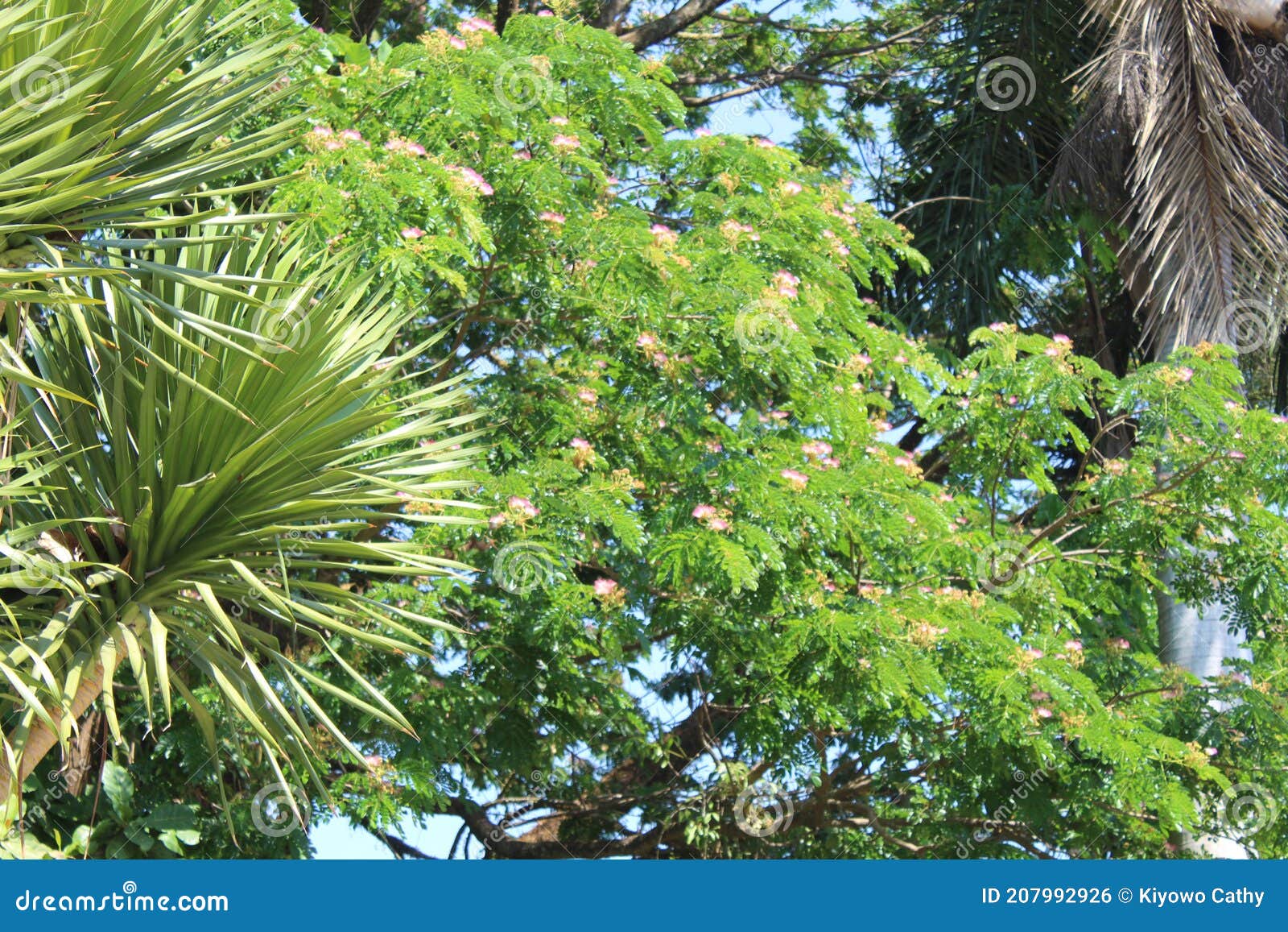 Pink Oak Flower Tree Nature Stock Photo - Image of garden, forest ...
