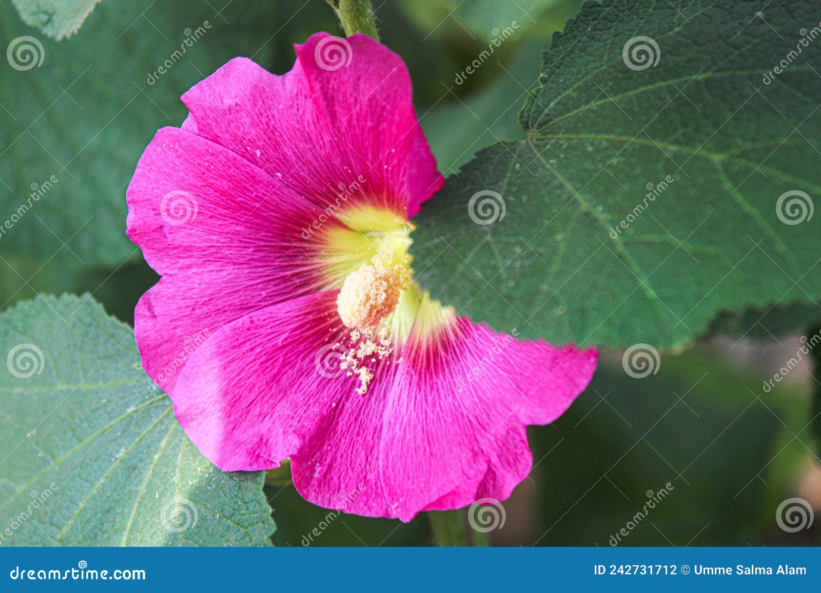 Singled Out Royalty-Free Stock Photography | CartoonDealer.com #46594451