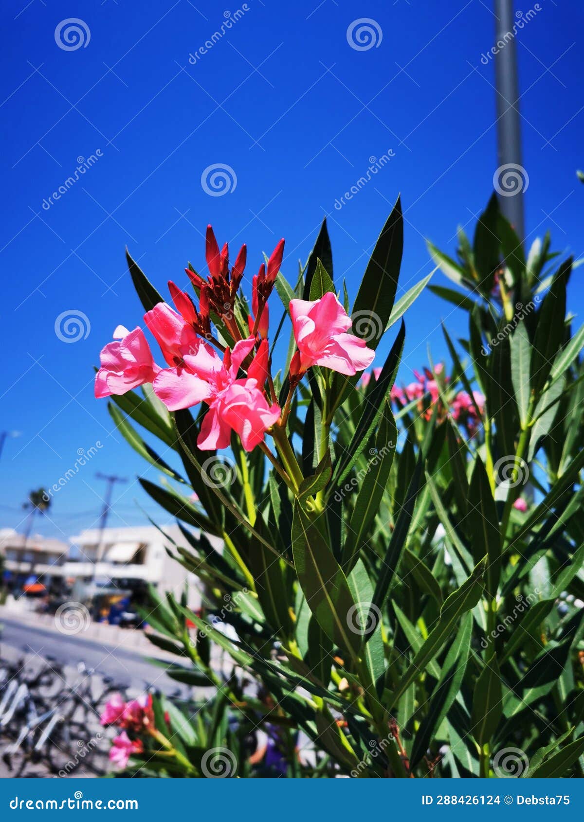 Pink Oleander Against Bright Blue Sky Stock Photo - Image of oleander ...