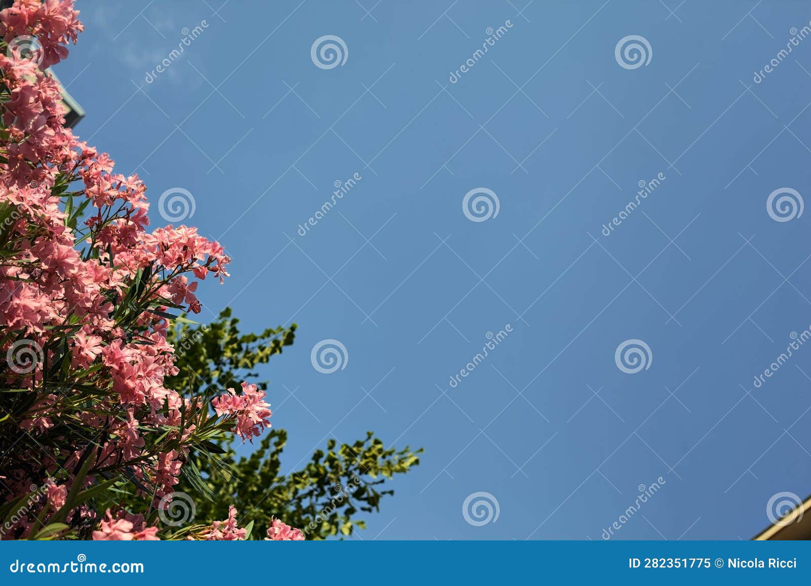 Pink Oleander in Bloom with the Sky As Background Stock Image - Image ...