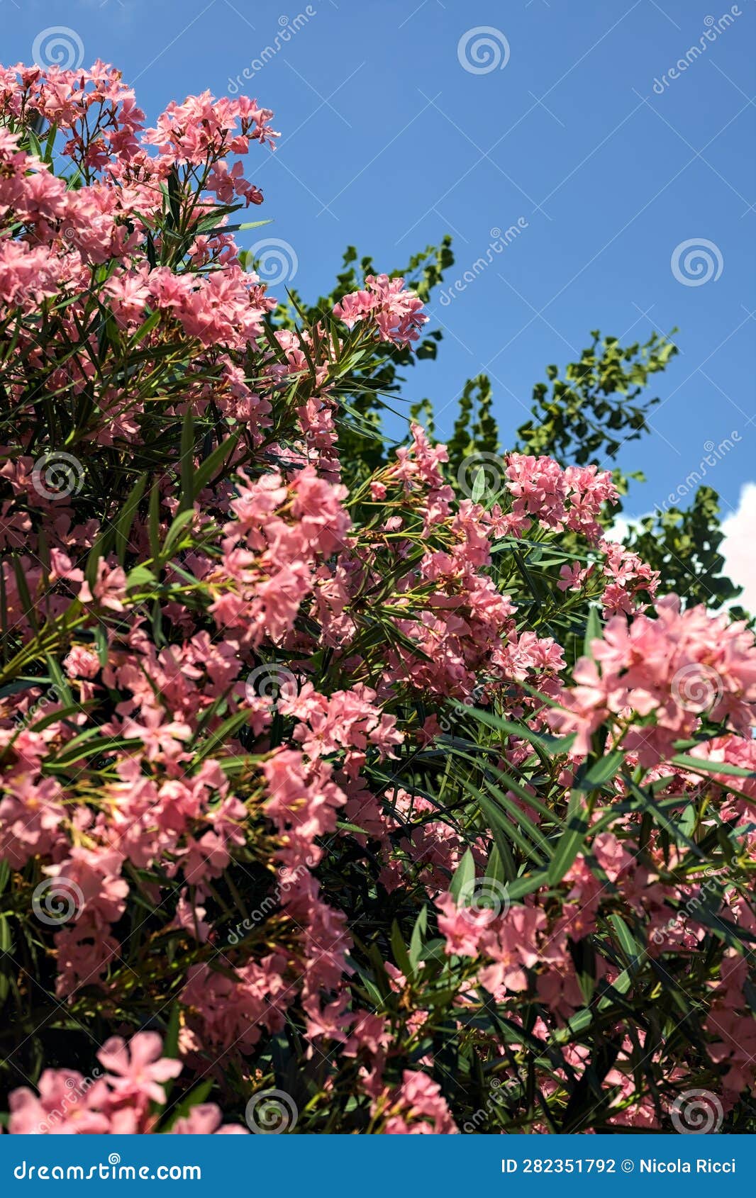 Pink Oleander in Bloom with the Sky As Background Stock Photo - Image ...