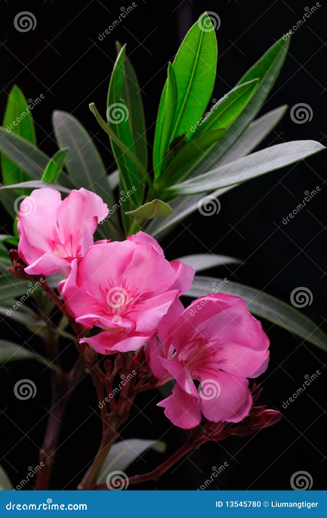 Pink oleander flower stock photo. Image of oleander, plant - 13545780