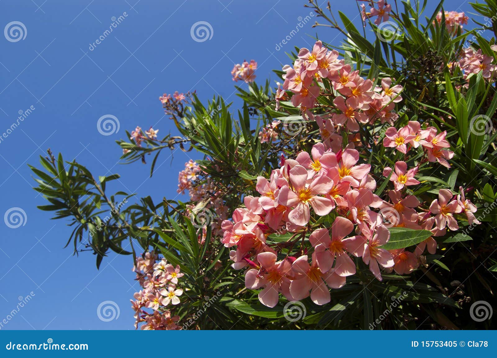 Pink oleander flower stock image. Image of leaf, botany - 15753405