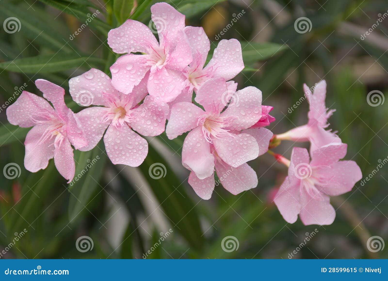 Pink oleander flower stock image. Image of tree, freshness - 28599615