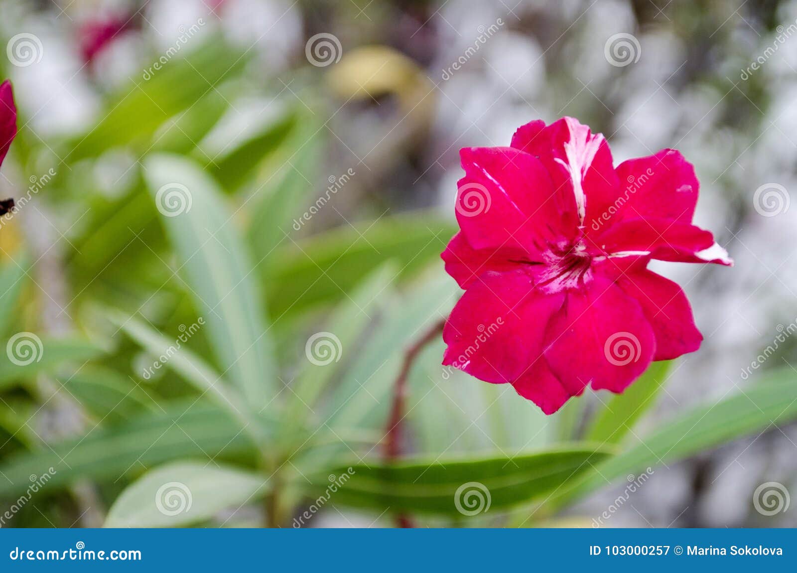 Oleander stock image. Image of flora, cheerful, biology - 103000257