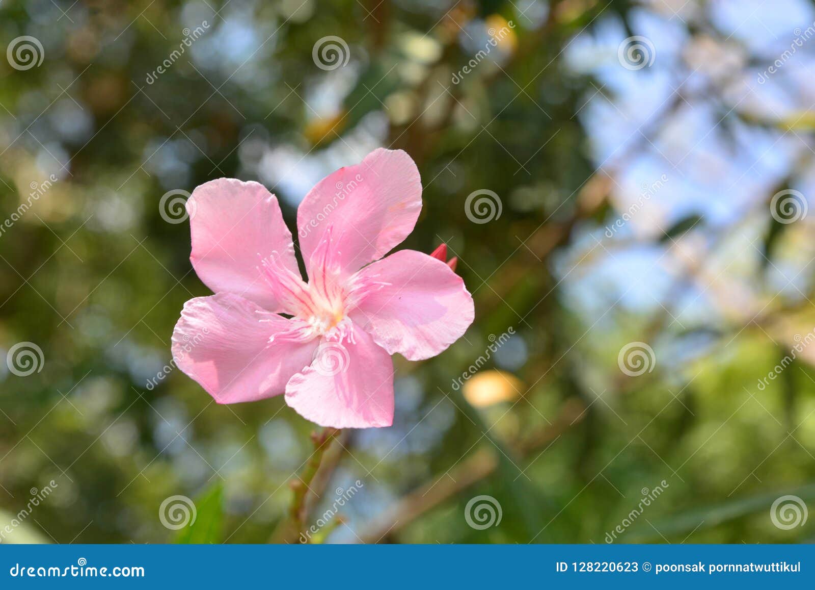 Pink Oleander Flower, Rose Bay Flower with Leave. Stock Image - Image ...