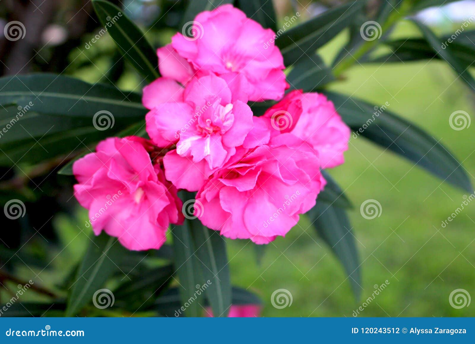 Pink Oleander Flowers Growing on Tree Stock Photo - Image of flowerbed ...