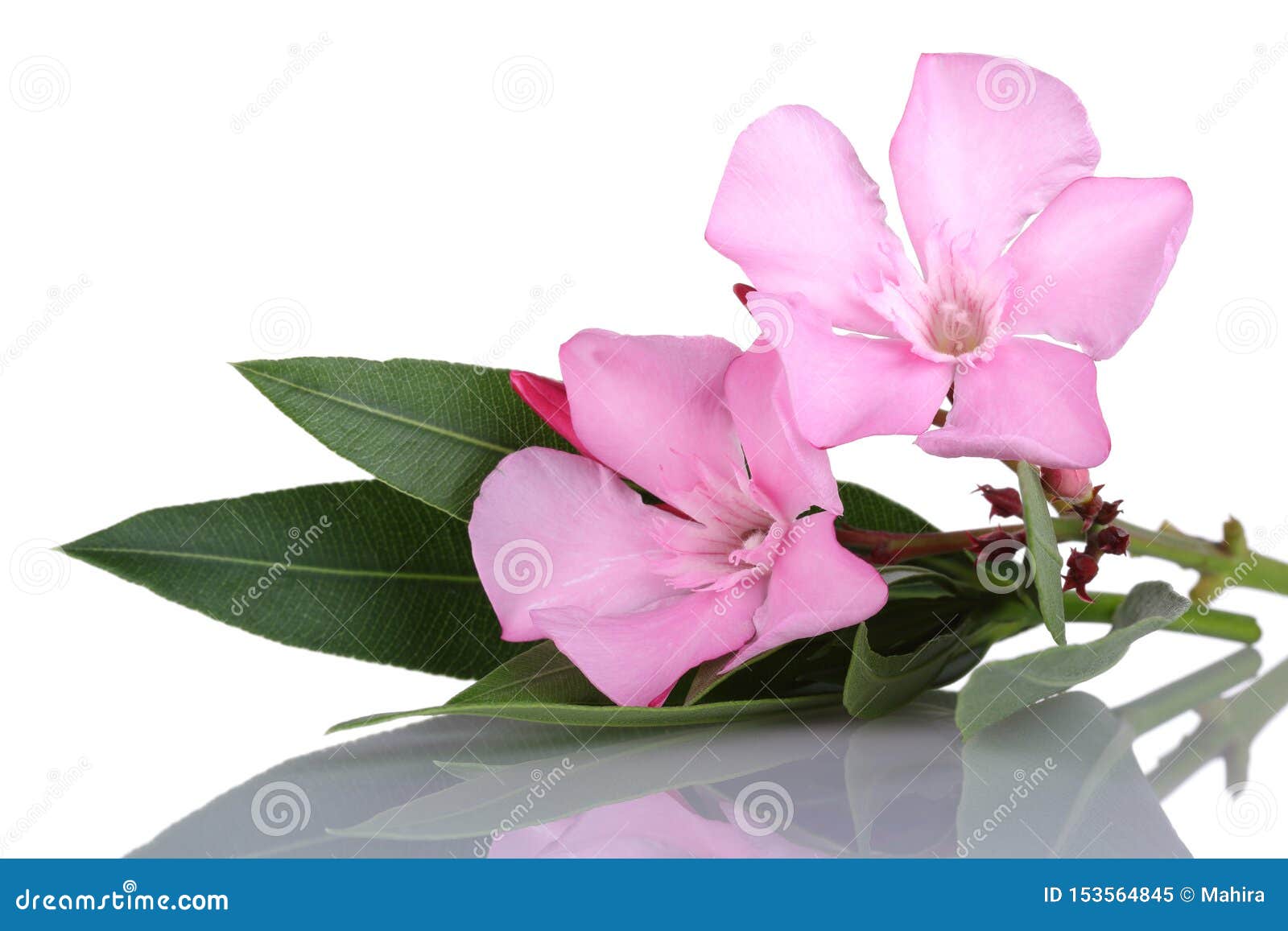Pink Oleander Flowers and Leaves Isolated Stock Image - Image of ...