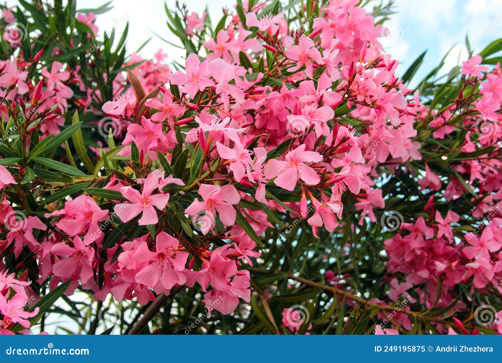 Pink Oleander Flowers. Rose Laurel Shrub in Bloom Stock Image - Image ...