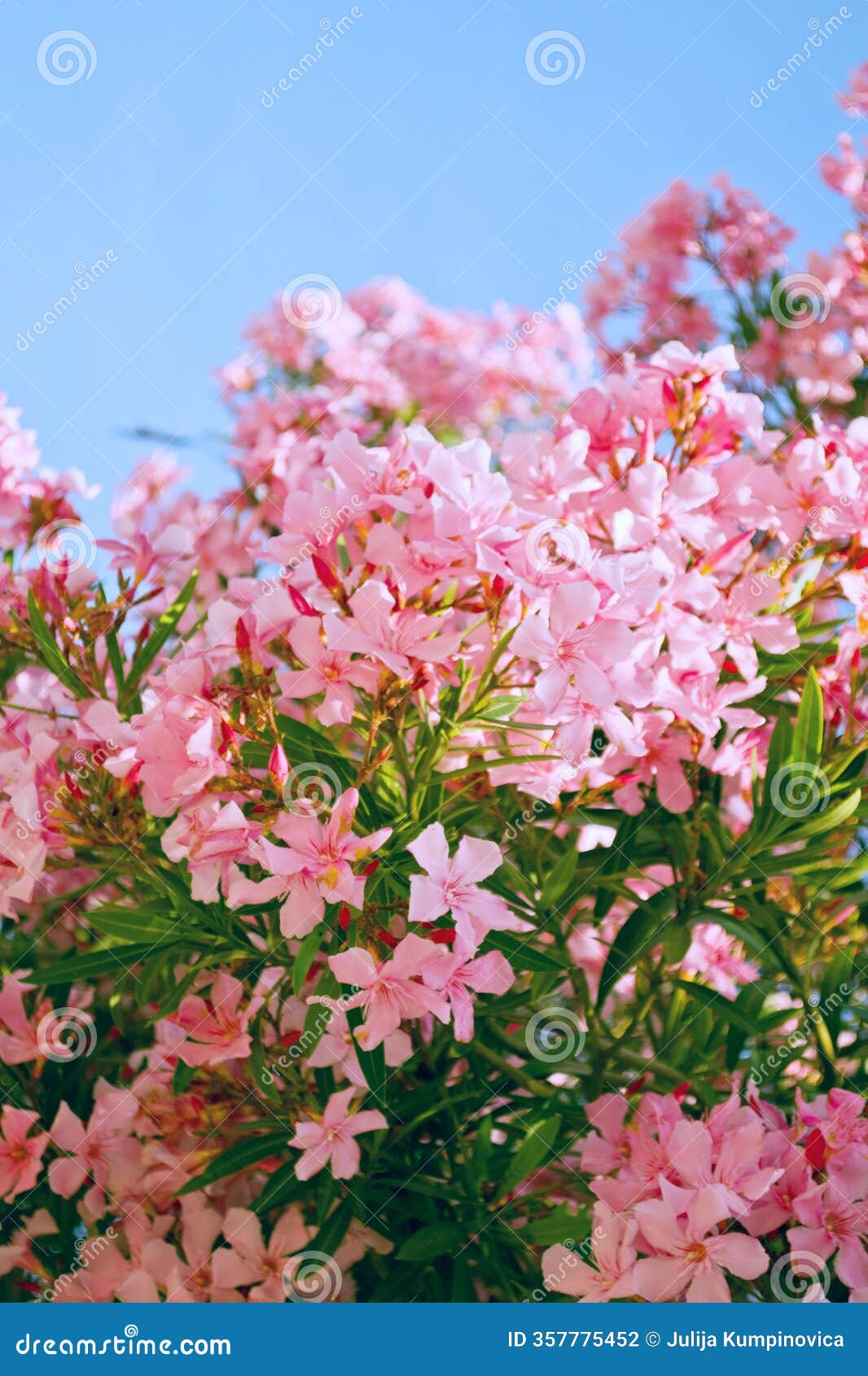 Pink Oleander Branches at Blue Sky Background Stock Photo - Image of ...