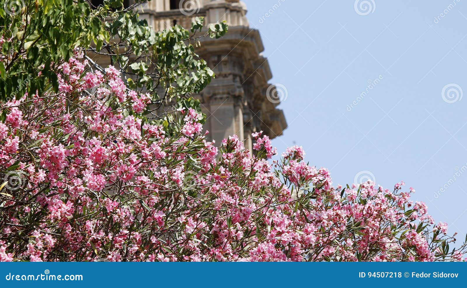 Pink Oleander Tree in Spain Stock Photo - Image of environment ...
