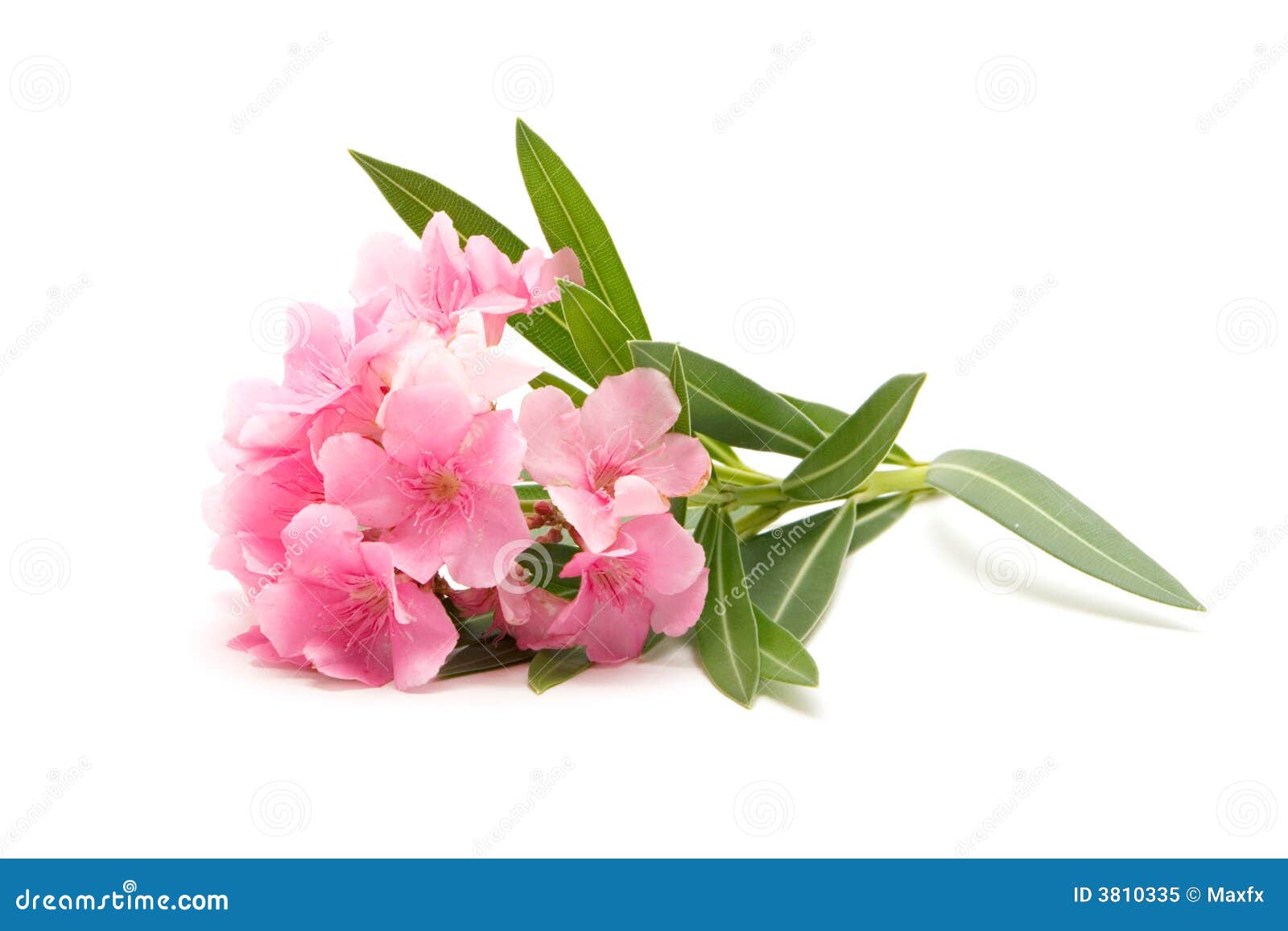 2,839 Oleander Flower White Background Stock Photos - Free & Royalty ...