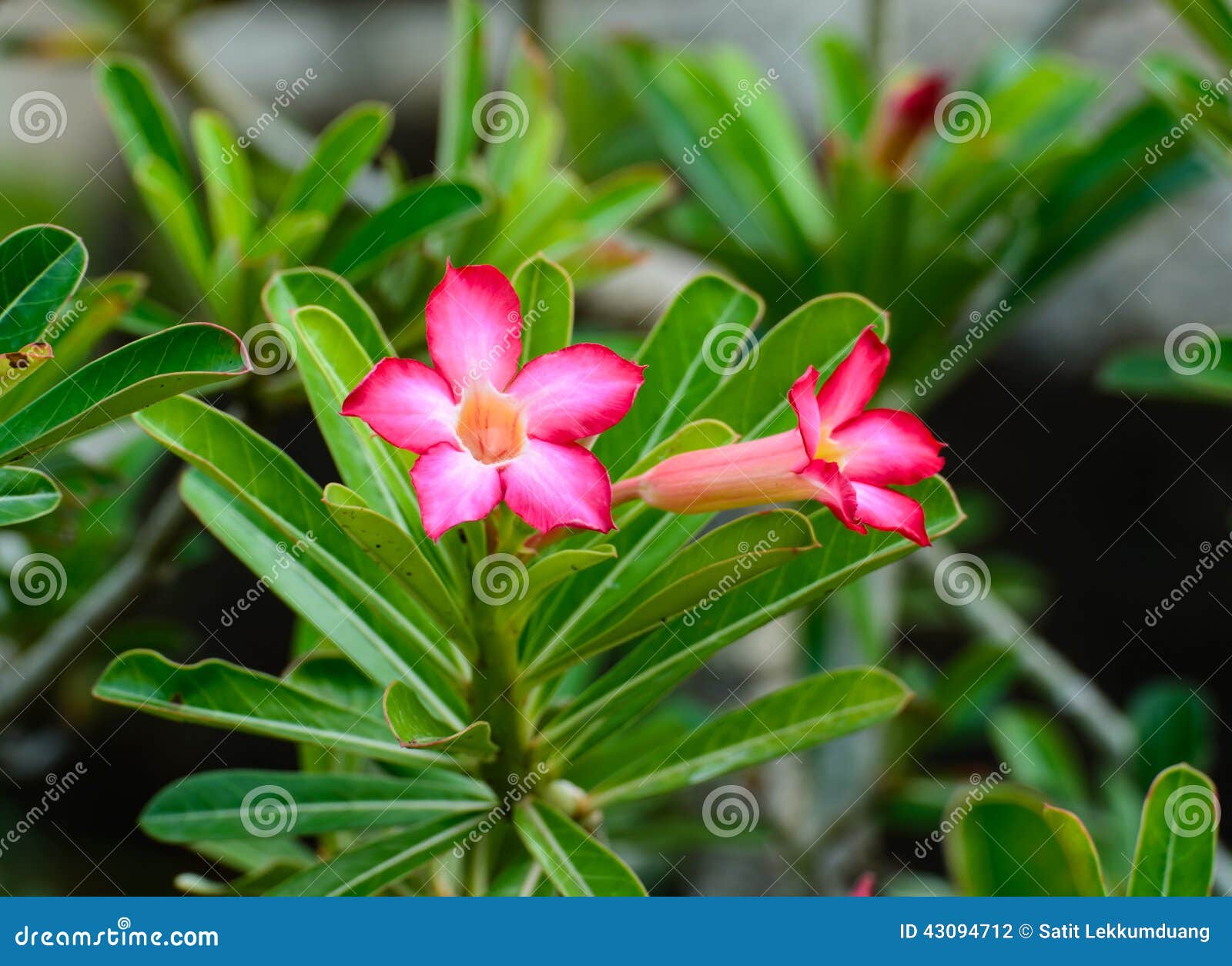 Pink oleandes flower stock photo. Image of nature, botany - 43094712