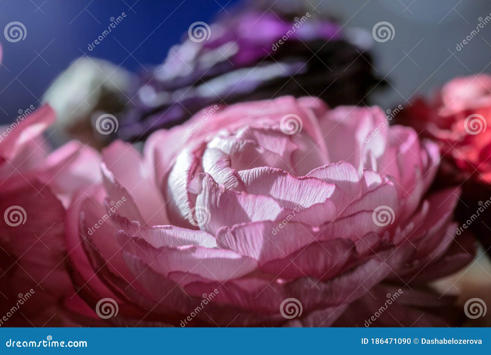 Pink Charming Real Open Ranunculus Stock Photo - Image of floral, macro ...