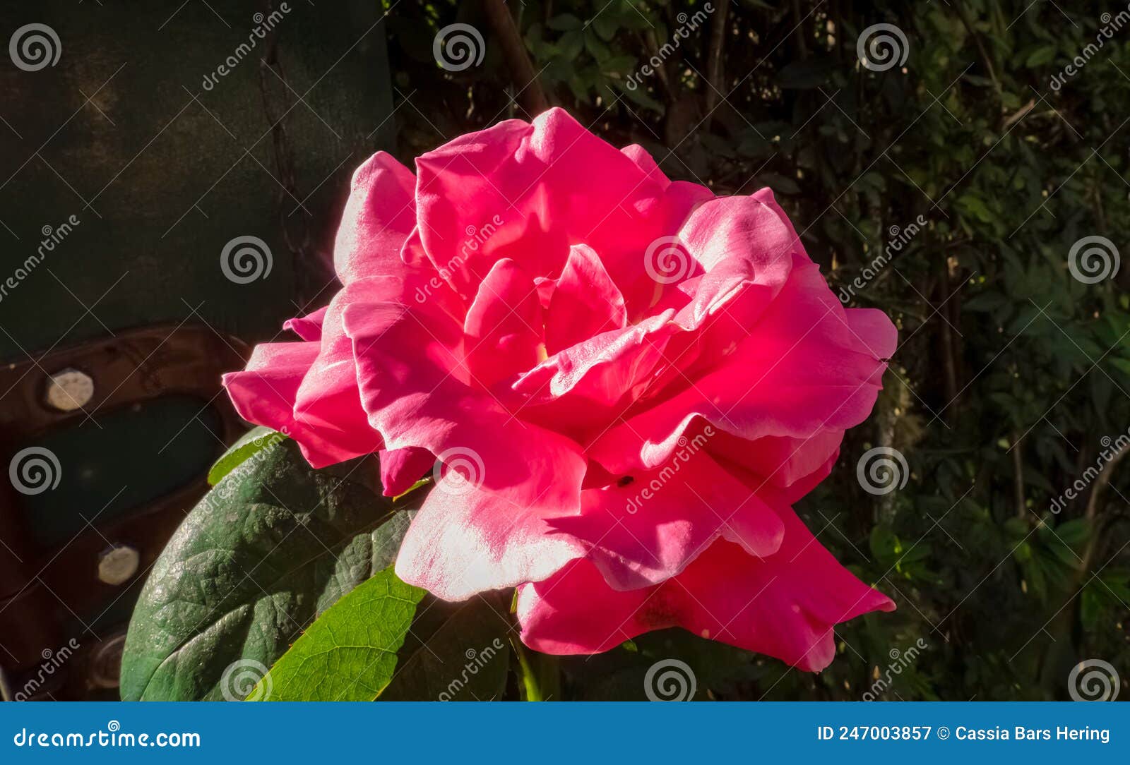 Pink Open Rose on the Sunlight, in a Garden. Stock Image - Image of ...