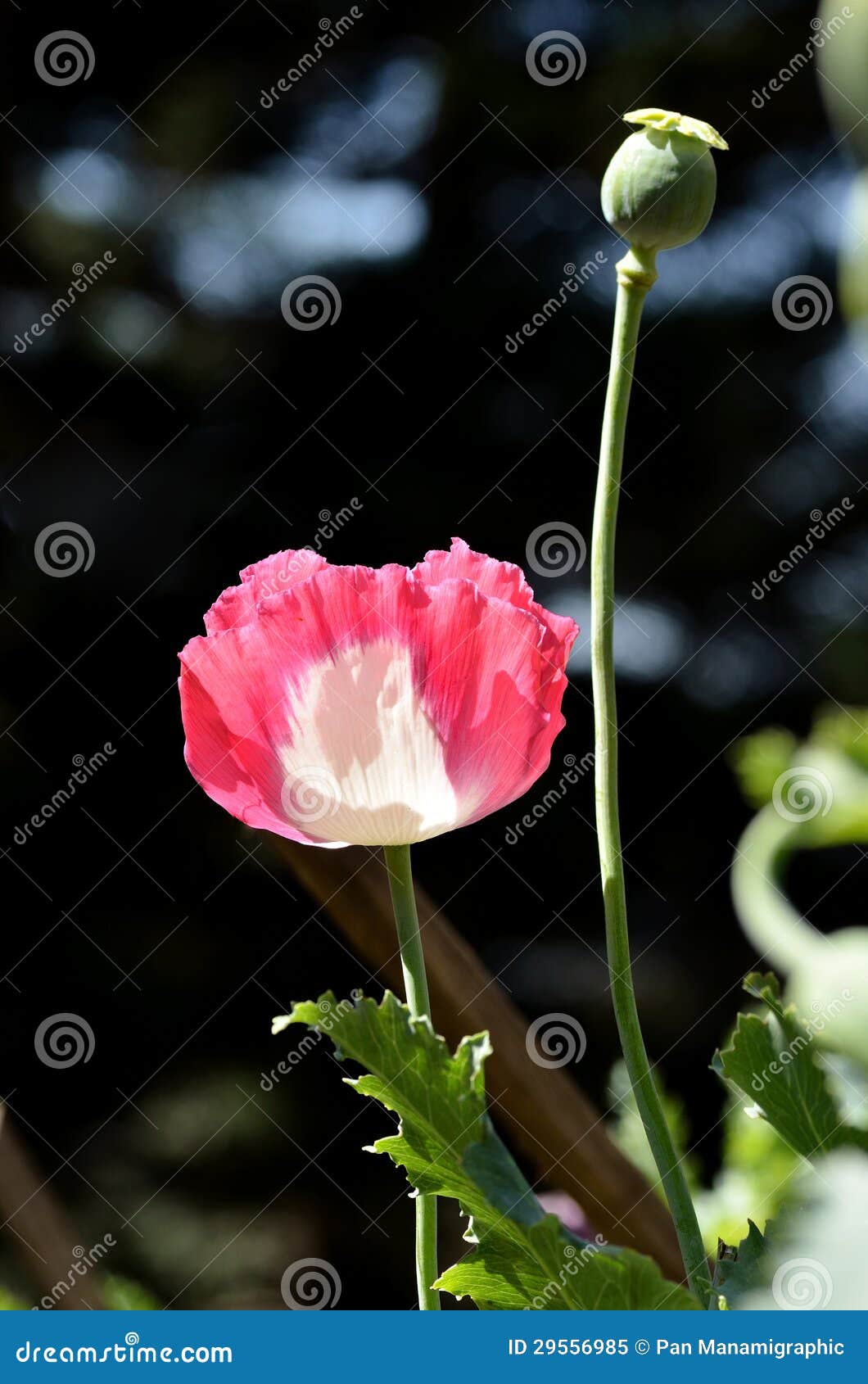 Pink Opium stock image. Image of green, beauty, codeine - 29556985