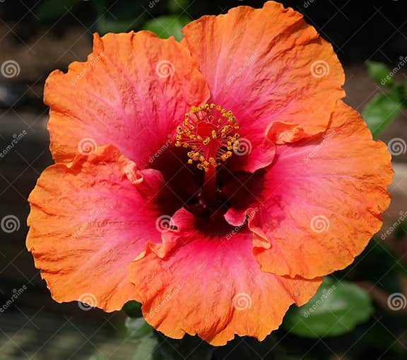 Pink and Orange Hibiscus stock photo. Image of petals - 8179158