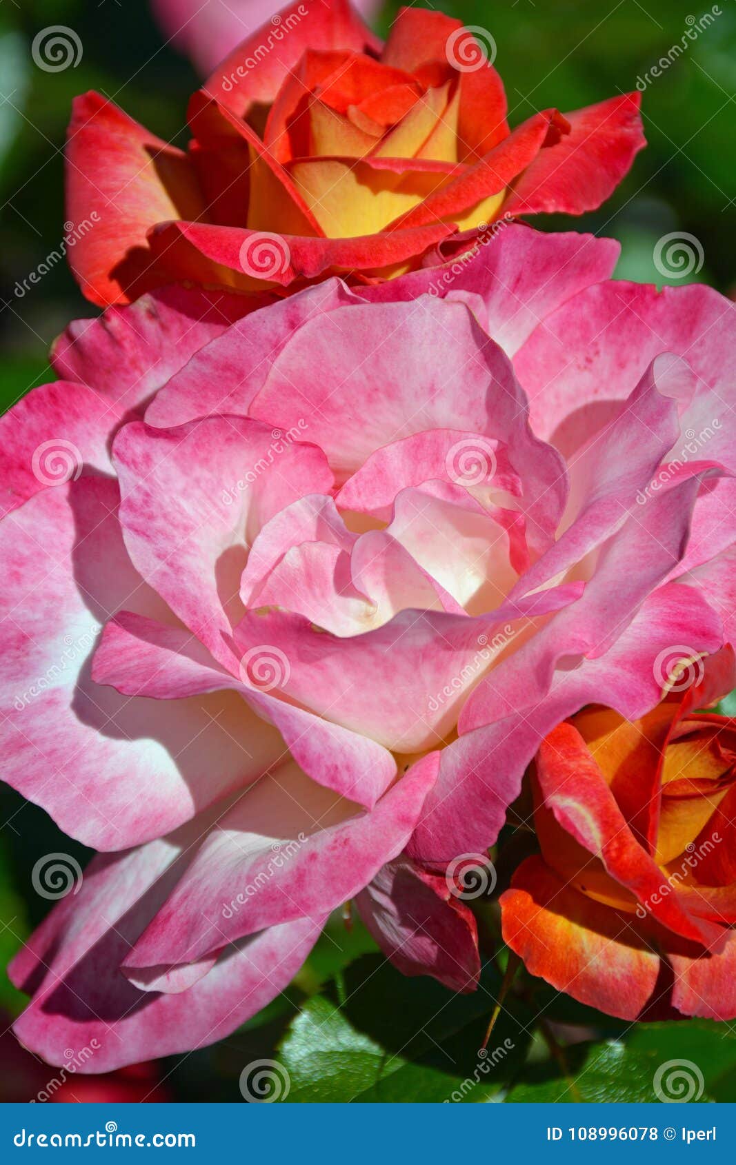 Pink and orange roses stock photo. Image of flowers - 108996078