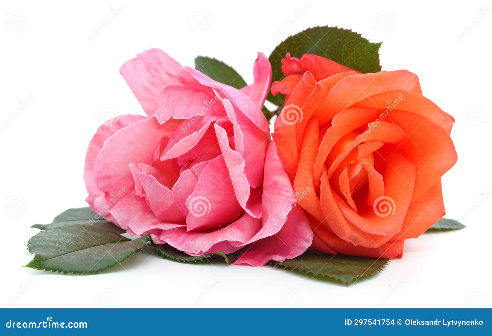 Pink and orange roses stock photo. Image of flowers - 297541754