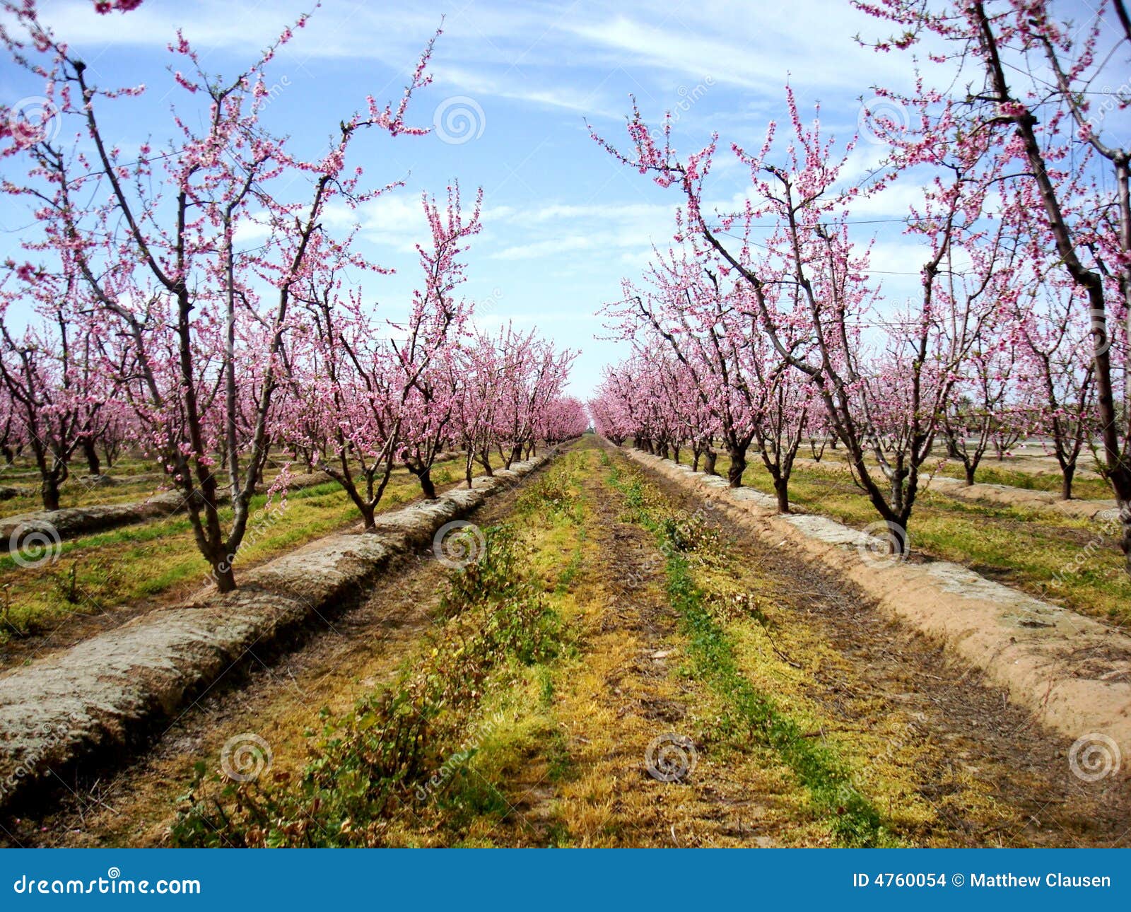 Pink Orchard Blooming stock photo. Image of bloom, colorful - 4760054