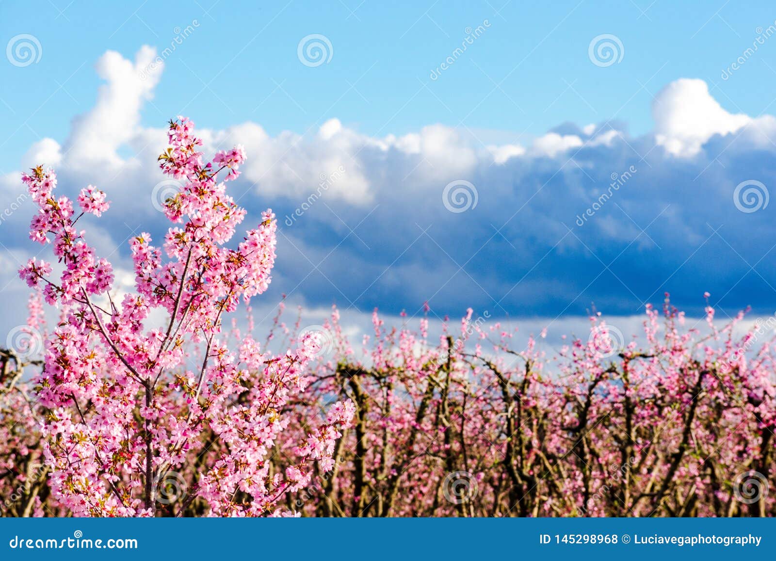Pink Orchard Blooms in Springtime Stock Photo - Image of orchard ...