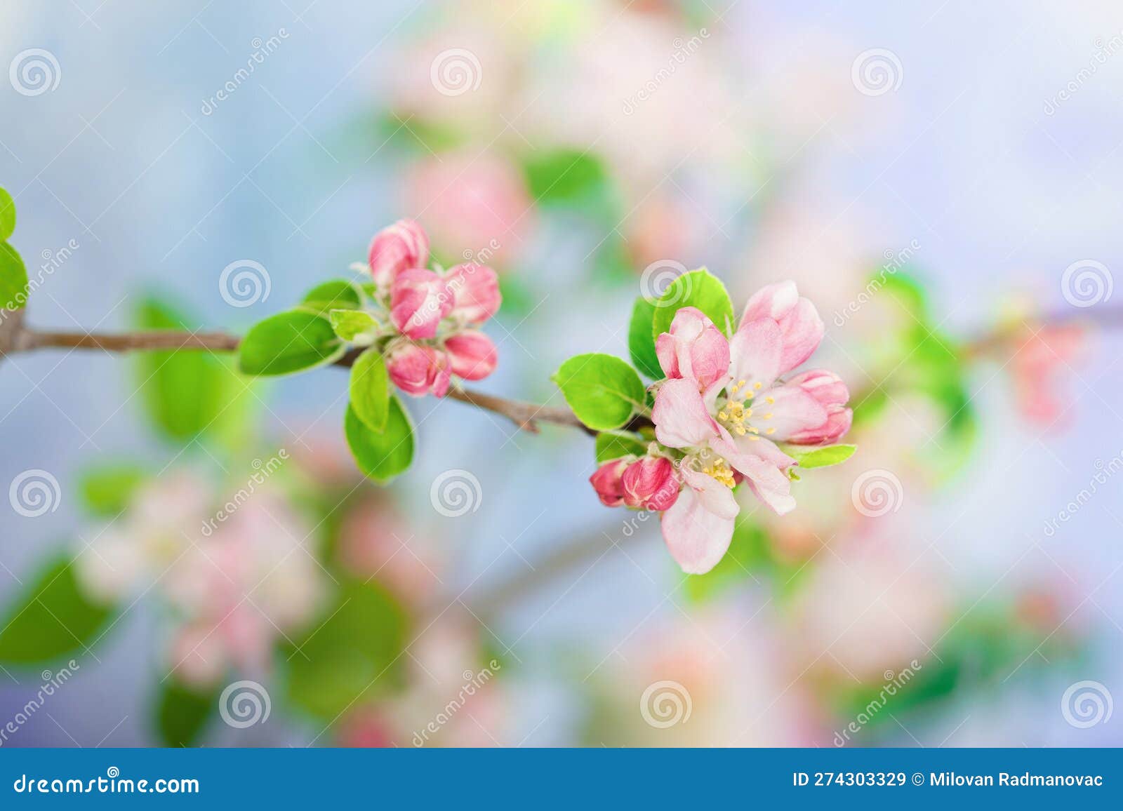 Pink Orchard Flowers on a Branch on a Spring Sunny Day Stock Image ...