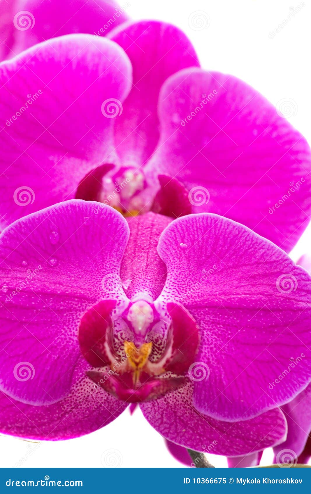 Pink orchid stock image. Image of bouquet, elegance, flower - 10366675