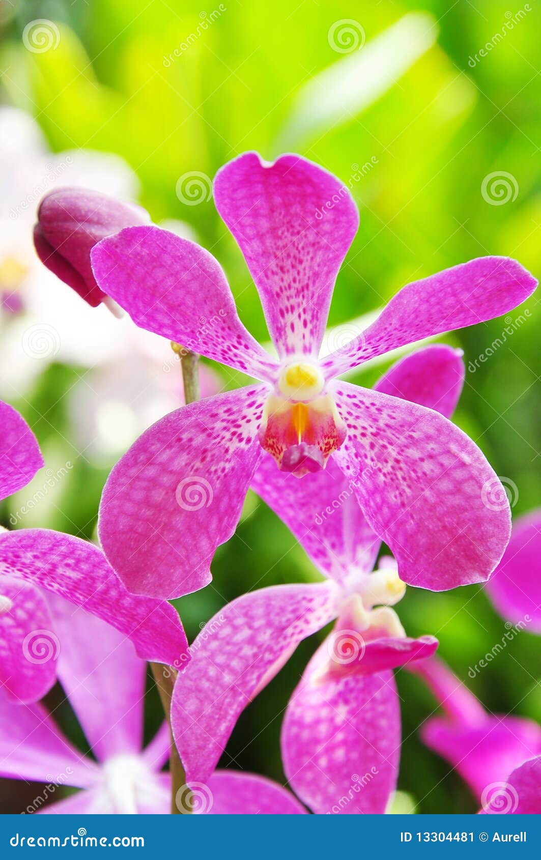 Angiospermae Stock Photos - Download 762 Images